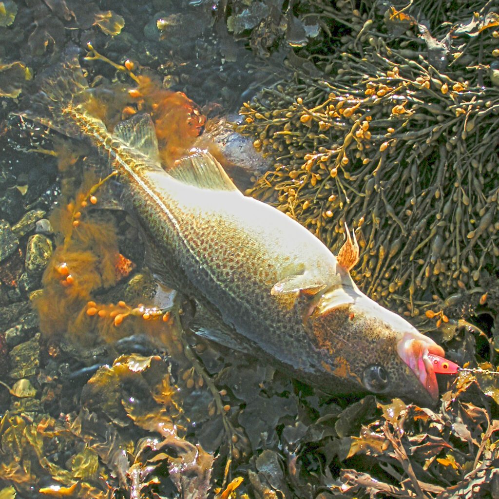 Land based fishing (intro) - Lauklines Kystferie